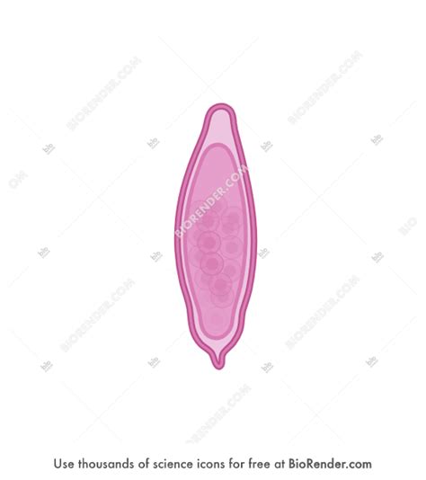 Free Schistosoma Bovis Egg Icons Symbols And Images Biorender