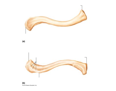 Appendicular Skeleton Clavicle Diagram Quizlet