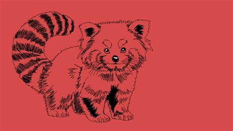 How To Draw A Red Panda