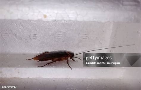 Red Cockroach Photos And Premium High Res Pictures Getty Images