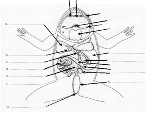 Digestive System Of A Frog