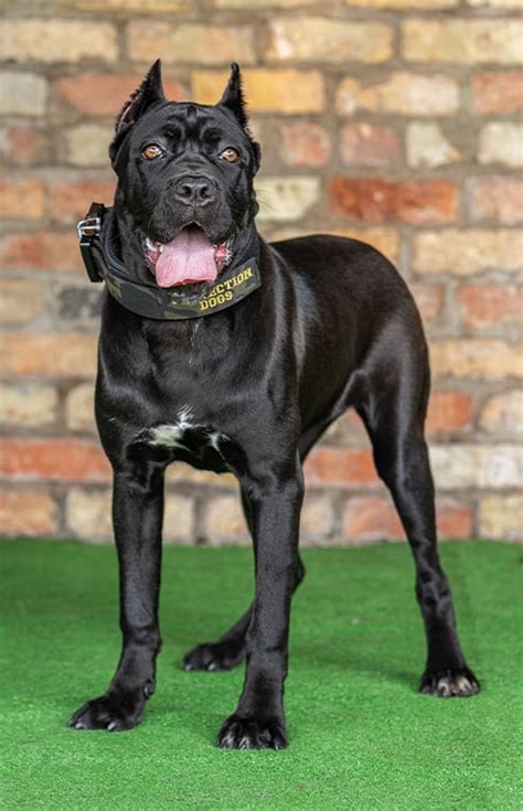 Karma Protection Dogs Worldwide Usa Protection Dogs Worldwide Usa