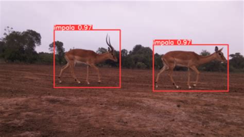 Dsail Developing A Low Cost Raspberry Pi Based Camera Trap For Wildlife Detection