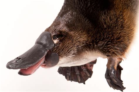 What Is A Duck Billed Platypus At Maddison Loch Blog