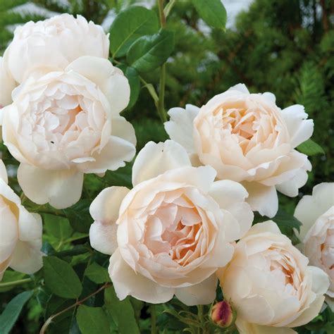 David Austin Roses Fragrant Gammons Garden Center And Landscape Nursery