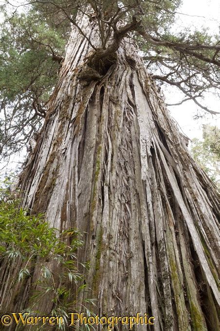Looking Up Trunk Of Alerce Tree Los Alerces National Park Photo Wp45403