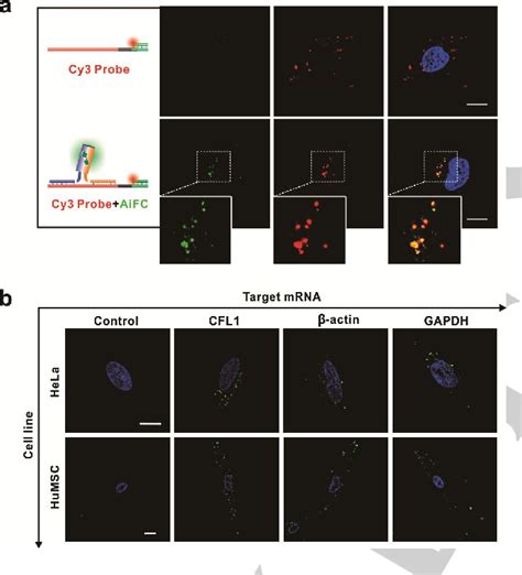Figure 2 From In Situ Spatial Complementation Of Aptamer Mediated Recognition Enables Live Cell