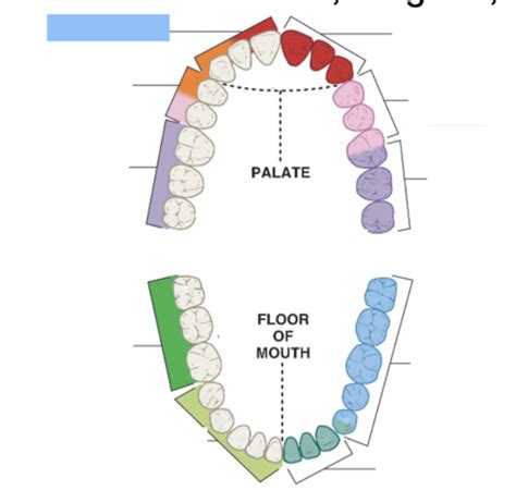 Innervation Of Teeth Flashcards Quizlet