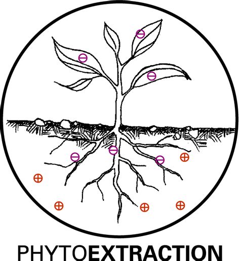 Green Technology Research Phytoremediation