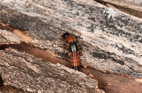 Tomcat Insects In Bali How To Stay Safe And Treat Burns