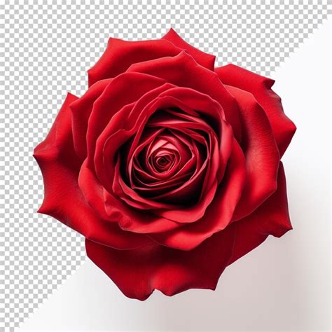 투명 한 배경에 고립 된 로즈 프리미엄 Psd 파일