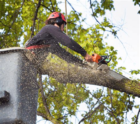 Tree Maintenance Brisbane North Gold Coast