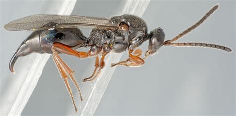 Brachyserphus Abruptus Bugguidenet