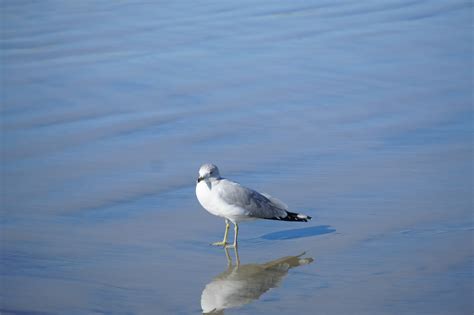 Simple Timer Stopwatch Is A Cool Timer And Stopwatch For Windows And Android