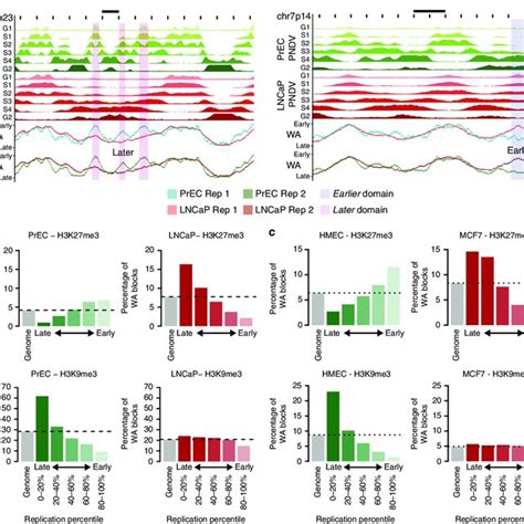 Relationship Between Chromatin And Replication Timing In Normal And