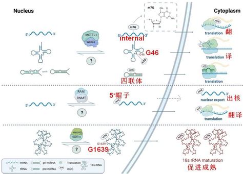 利用m7ghub数据库查询并使用irna M7g软件预测rna M7g修饰位点 知乎