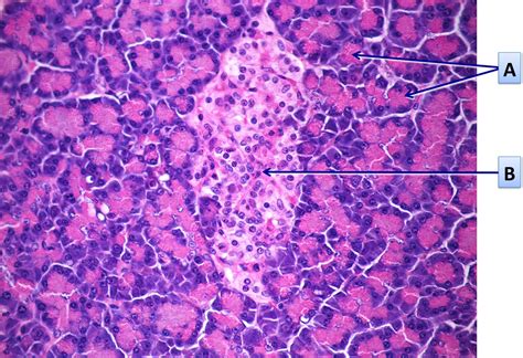 Sos Biologia Celular Y Tisular Digestivo Pancreas