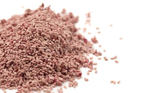 A Pile Of Dried Red Raspberry Seeds Isolated On A White Background Stock Image Image Of A Pile Of Dried Red Raspberry Seeds Isolated On A White Background Stock Image Image Of