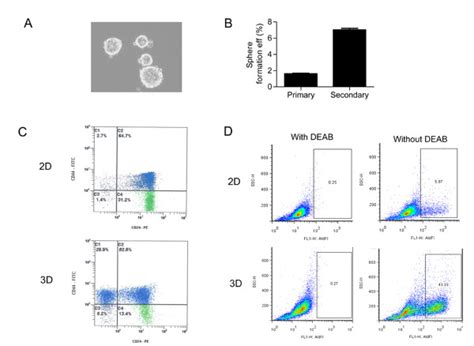293t Cells Form Spheres In Suspension Culture That Exhibit Cancer Stem