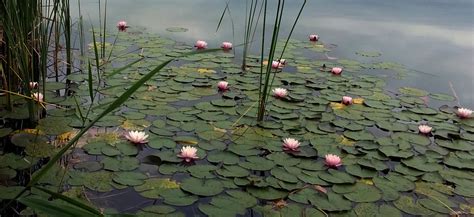 Comabbio Pista Ciclopedonale Del Lago Di Comabbio