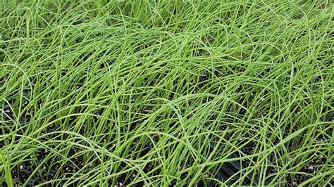 최고급저장양파항암저장양파 헬씨큐카타마루쯔리마루 현장판매 및 택배 주문받고 있습니다 Youtube