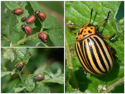 გამოცდილი მეთოდი რომელიც კოლორადოს კარტოფილის ხოჭოს სამუდამოდ