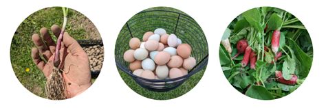 A Spring Of New Beginnings Dan Dynan 25 At The Antioch Farm Antioch Co Op