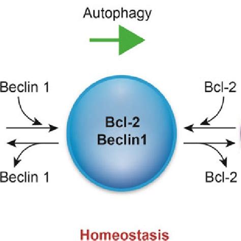 Pdf Beclin 1 Bcl 2 And Autophagy