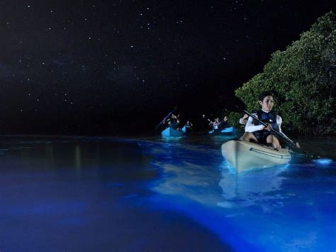 Kayakbiobayvieques Vieques Bioluminescent Bay Kayak Mosquito Bay