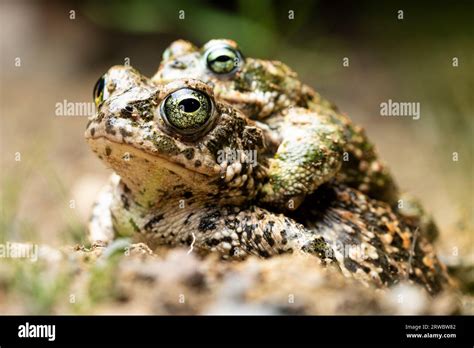 Colorful Toads Sitting On One Another On Rocky Terrain On Blurred