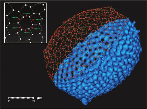 Digital Skeleton Medial Axis Transform Of A Radiolarian Test Shown Download Scientific