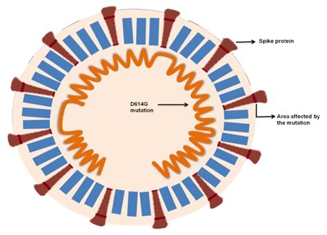 D614g Mutation Of Sars Cov 2 Download Scientific Diagram