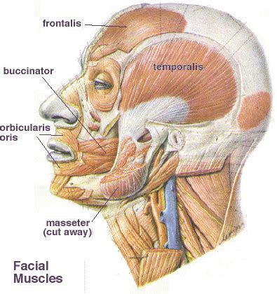 Facial Muscles