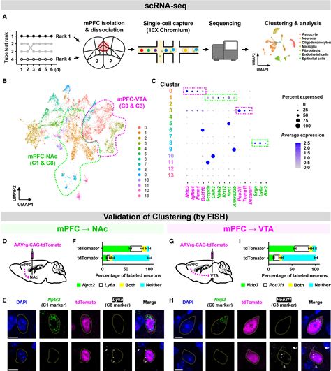 Distinct Prefrontal Projection Activity And Transcriptional State Conversely Orchestrate Social