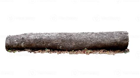 Large Fallen Tree Log Isolated On White Background With Leaves And