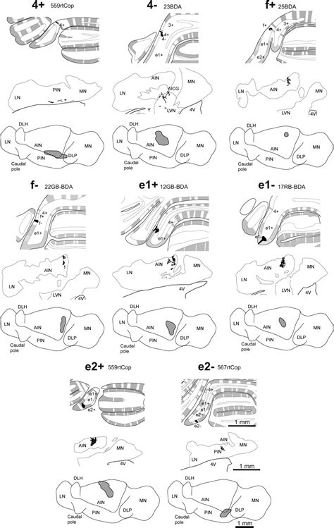 Structural Basis Of Cerebellar Microcircuits In The Rat Journal Of Neuroscience