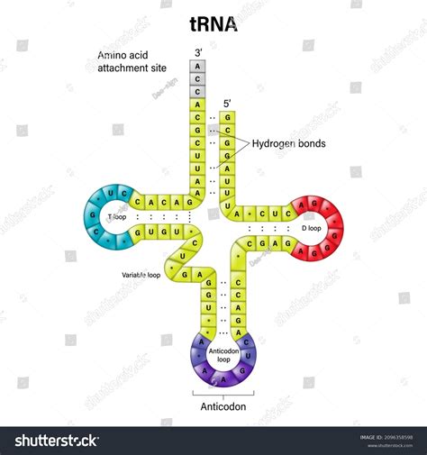 Structure Trna Twodimensional Structure Transfer Rna Stock Vector