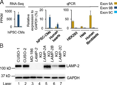Lamp 2b Regulates Human Cardiomyocyte Function By Mediating