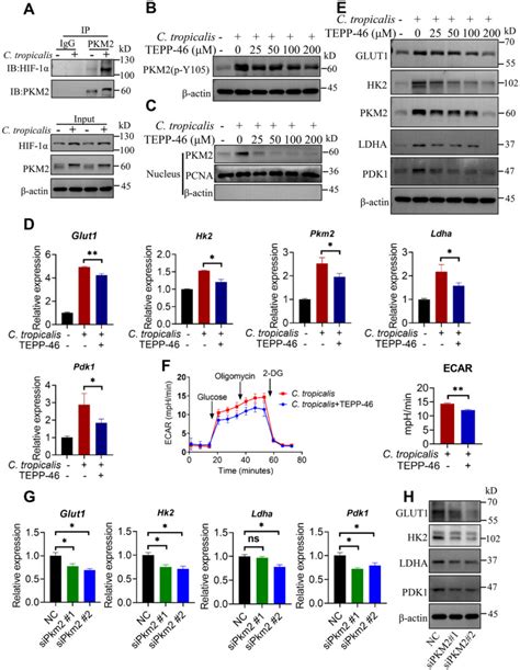 Gut Fungi Enhances Immunosuppressive Function Of Myeloid Derived Suppressor Cells By Activating