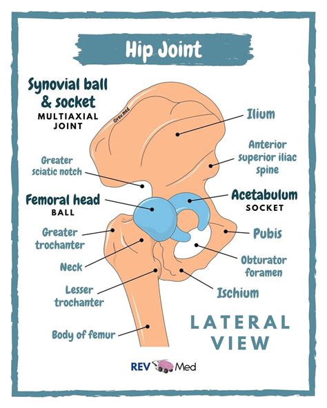 Hip Joint Anatomy Acetabulum By Revmed Hip Joint Grepmed