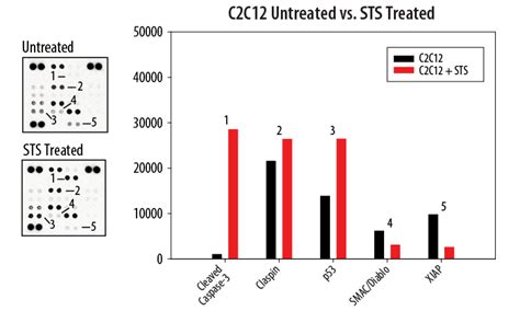 Proteome Profiler Mouse Apoptosis Array Ary031 Randd Systems