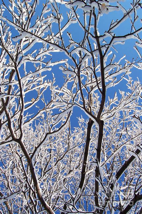 Frozen Blizzard Sun Rise Photograph By Sara Schroeder Fine Art America