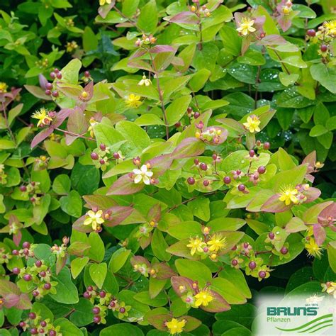 Hypericum Androsaemum