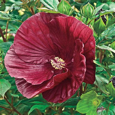 Гибискусы травянистые (болотные): Hibiscus moscheutos — Гибискус ...