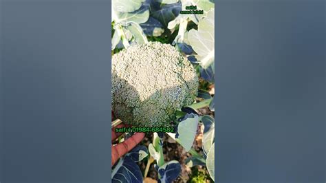 ফুলকপির চাইতে ব্রকলির দাম বাজারে বেশি ব্রকলি চাষ Agriculture Gardening Farming শর্টস ভিডিও