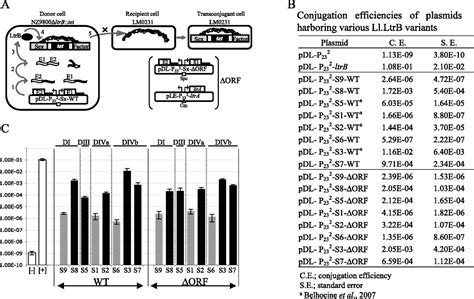 Contribution Of Base Pairing Interactions Between Group Ii Intron Fragments During Trans