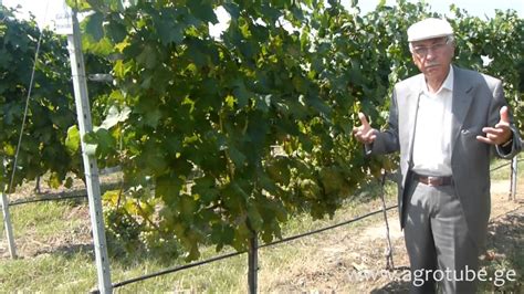 ვენახის წვეთოვანი მორწყვა და პასიური დაცვის მეთოდი Youtube