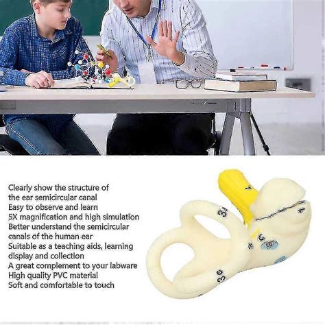 Ear Semicircular Canal Anatomical Model 5x Magnification Clear