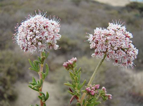 Eriogonum Fasciculatum Vivero Pullally