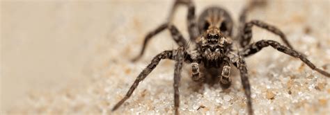 Poisonous Spiders Chart